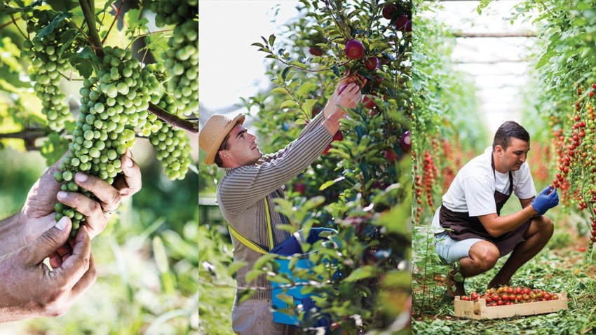 Contact - Agricultură - BASF Agricultural Solutions Romania