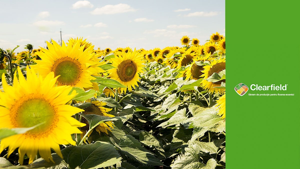 Sistemul Clearfield - Agricultură - BASF Crop Protection Romania