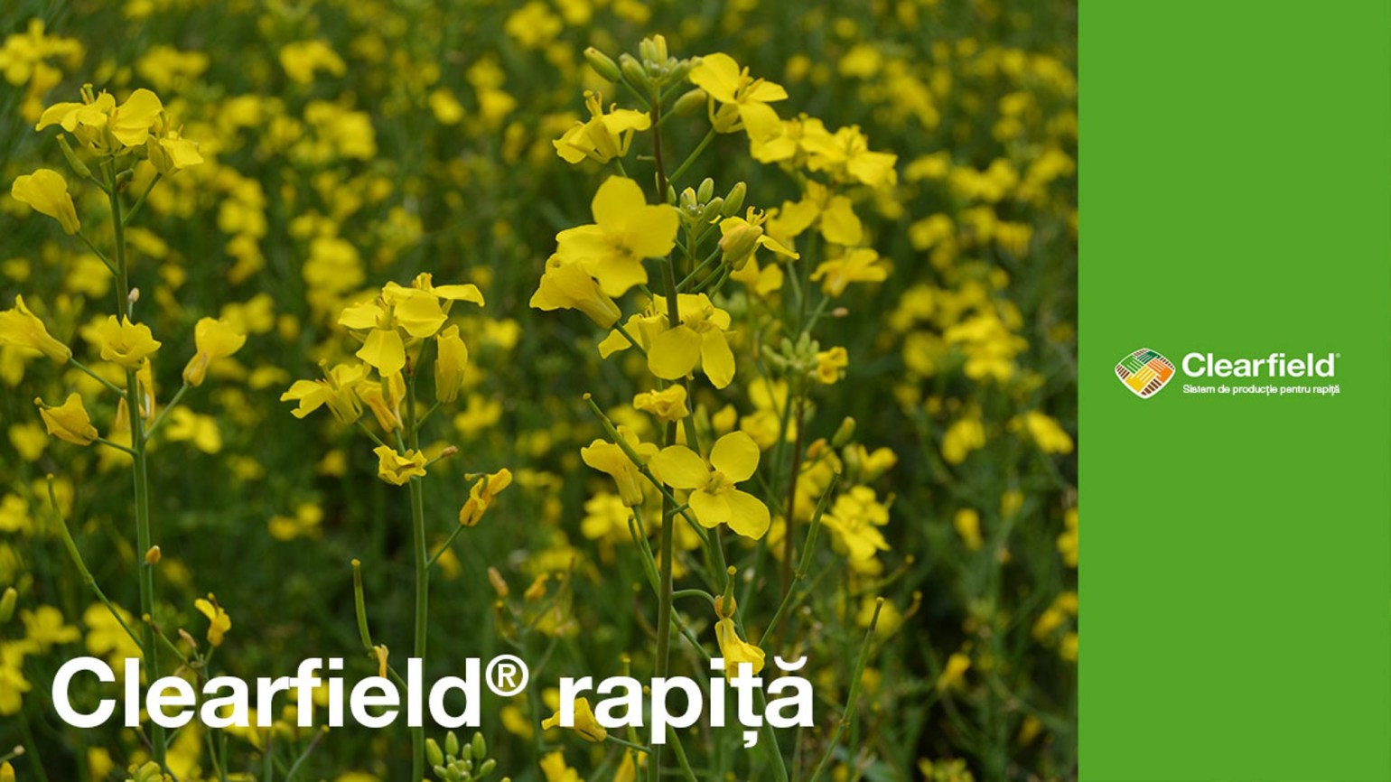 Sistemul Clearfield - Agricultură - BASF Crop Protection Romania