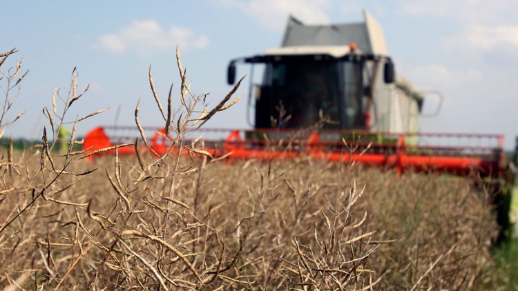 Sistemul Clearfield® pentru rapiță - Agricultură - BASF Crop Protection ...