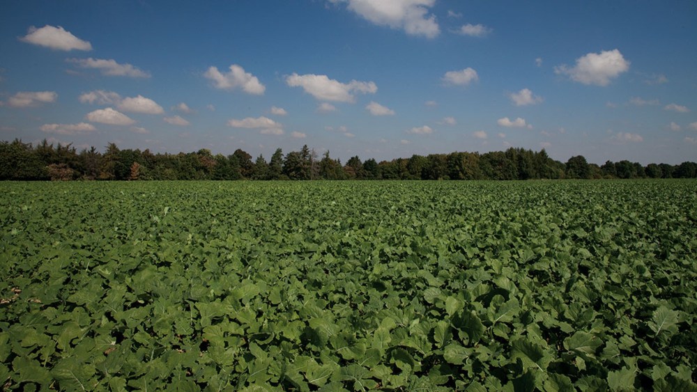 Sistemul Clearfield® pentru rapiță - Agricultură - BASF Crop Protection ...