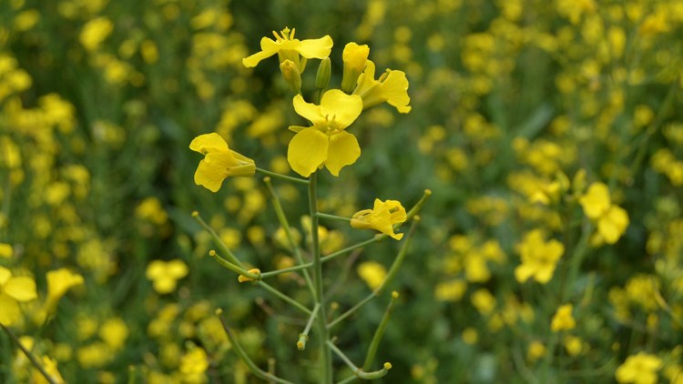 Sistemul Clearfield® pentru rapiță - Agricultură - BASF Crop Protection ...