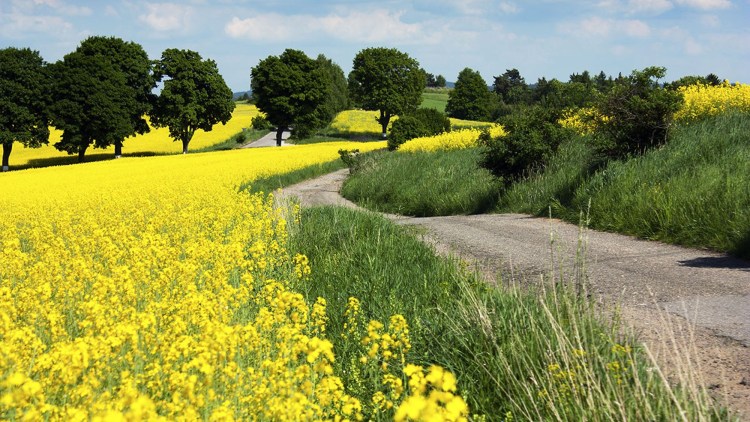 Sistemul Clearfield® pentru rapiță - Agricultură - BASF Crop Protection ...