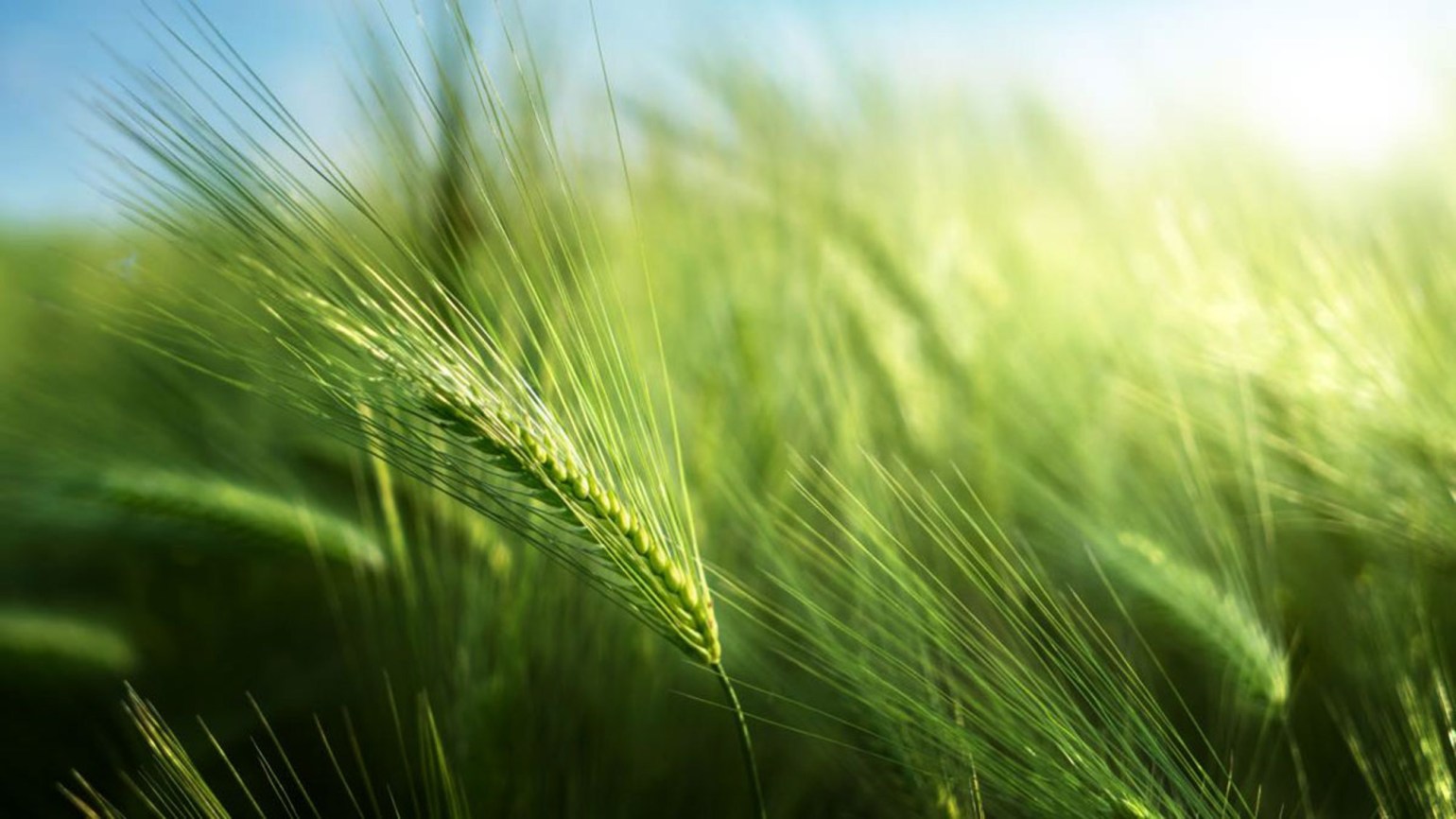 Afla totul despre cultura de orz si cum o poti proteja