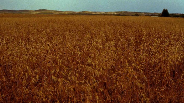 Cultura ovăzului: de la cultivare la recoltare - BASF Agricultural ...