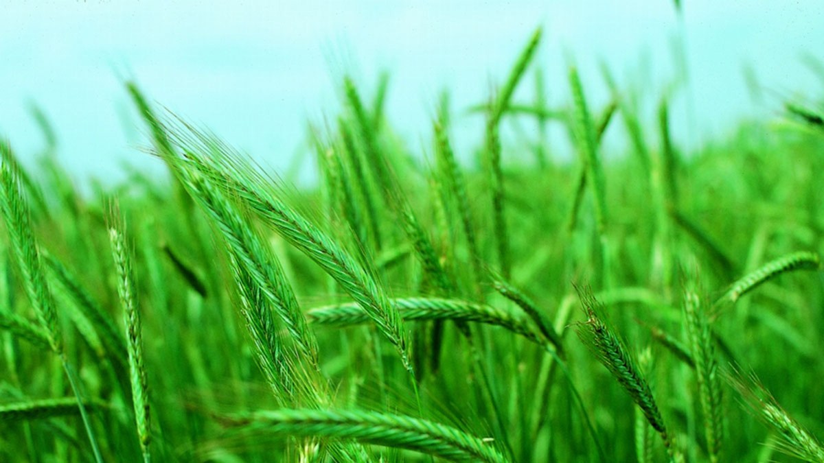 Secară - BASF Agricultural Solutions România