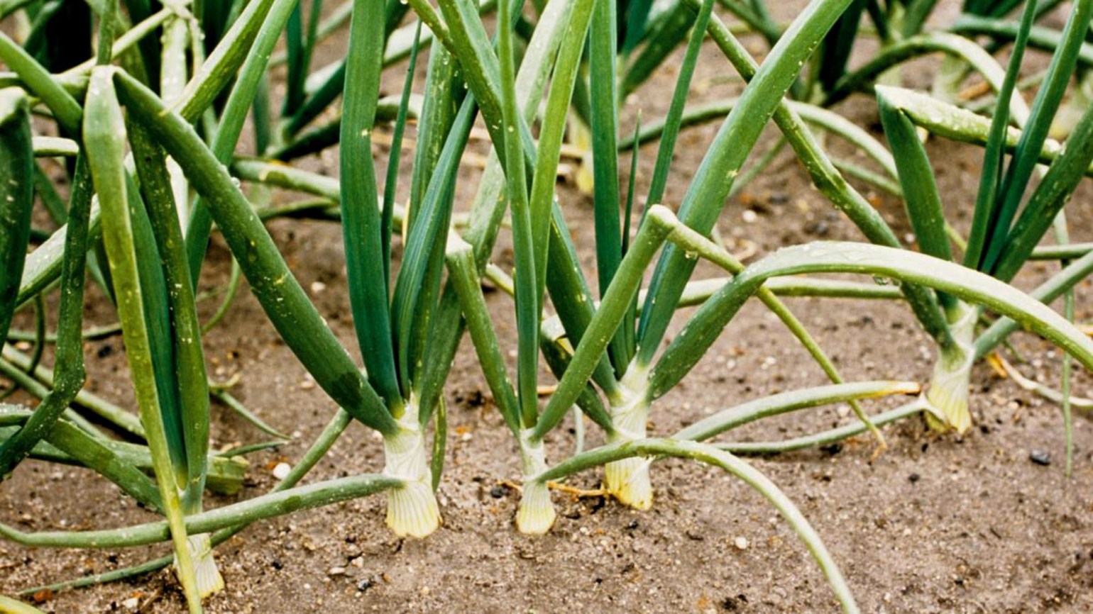 Bulboase (ceapă, usturoi) - BASF Agricultural Solutions România