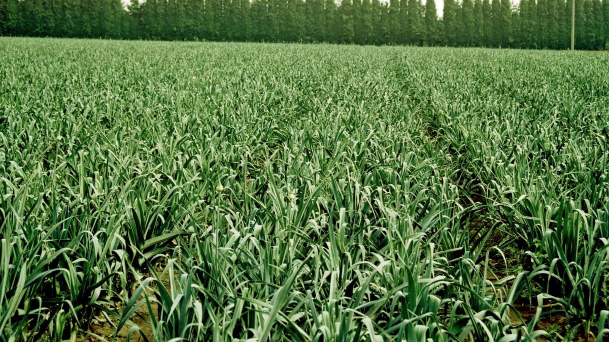 Afla totul despre cultura de praz si cum o poti proteja