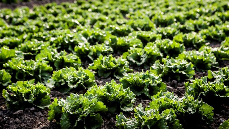 Salată - BASF Agricultural Solutions România