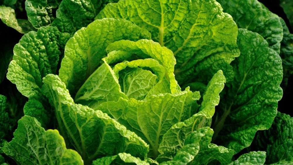 Legume - BASF Agricultural Solutions România