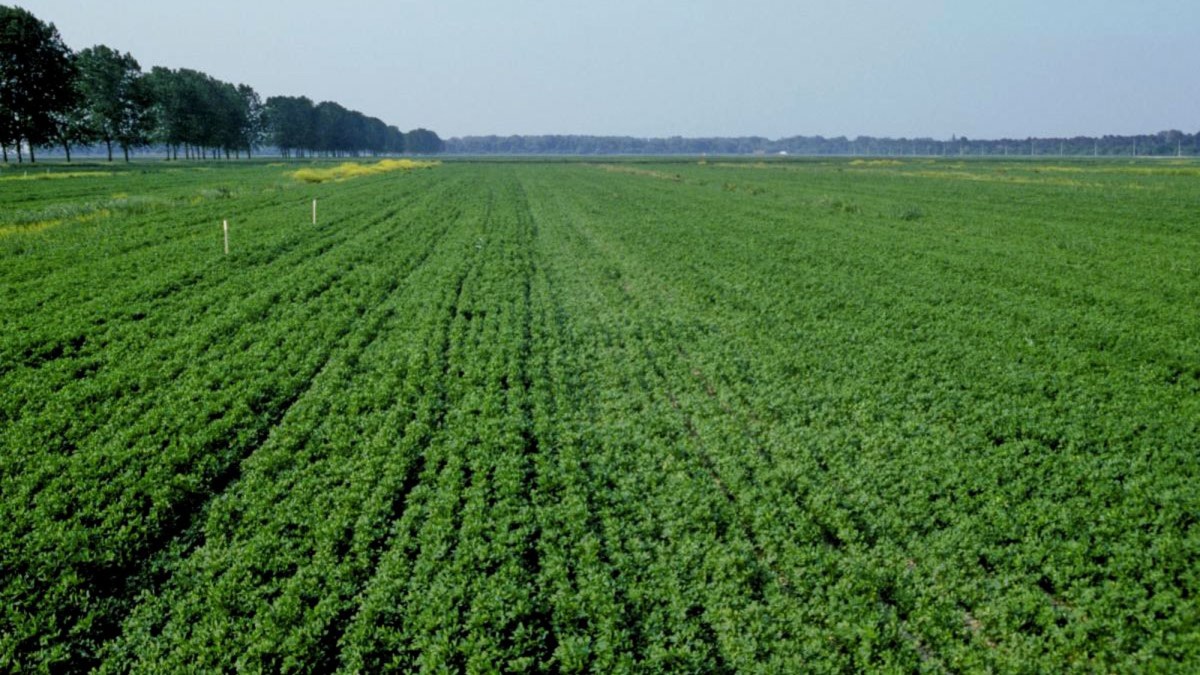 Lucernă - BASF Agricultural Solutions România