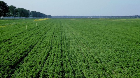 Cultura lucernei: cum obtii productii de lucerna ridicate