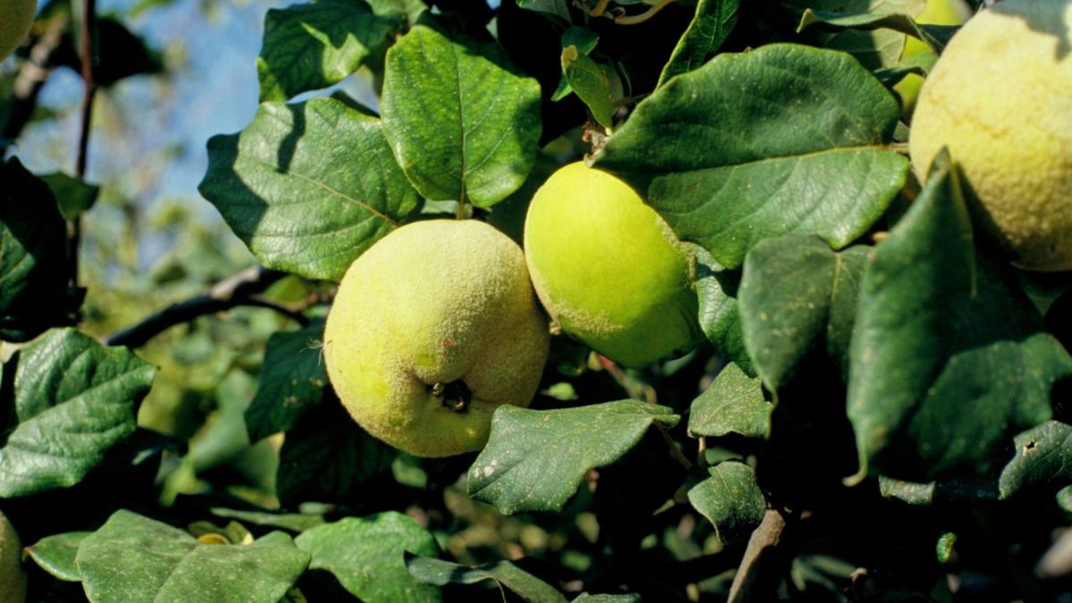 Afla totul despre cultura de gutui si cum o poti proteja