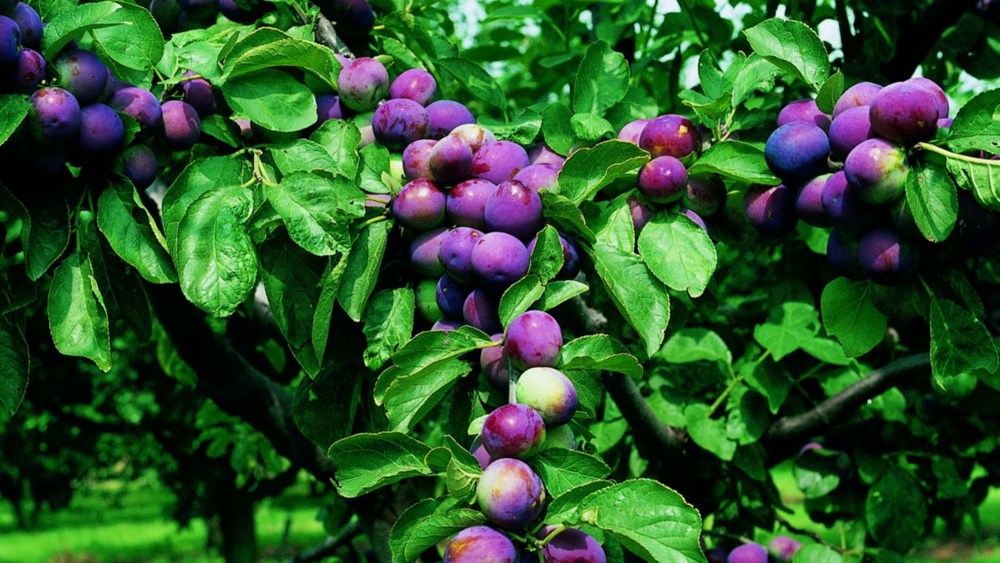 Sâmburoase (cireș, prun, cais, piersic, vișin) - BASF Agricultural ...