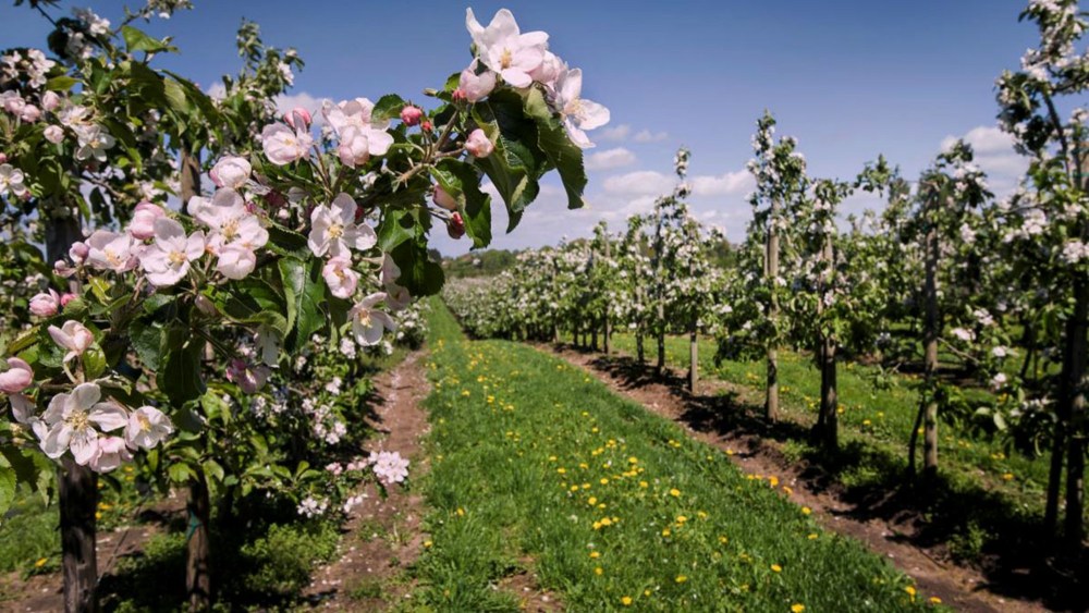 Culturi semintoase: mar, par, gutui | Produse fitosanitare