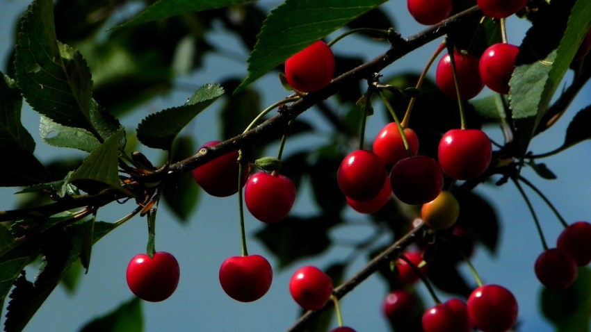 Vișin - BASF Agricultural Solutions România
