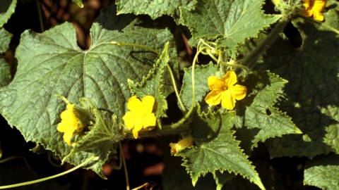 Culturi cucurbitacee: castravete, pepene, dovleac | Produse