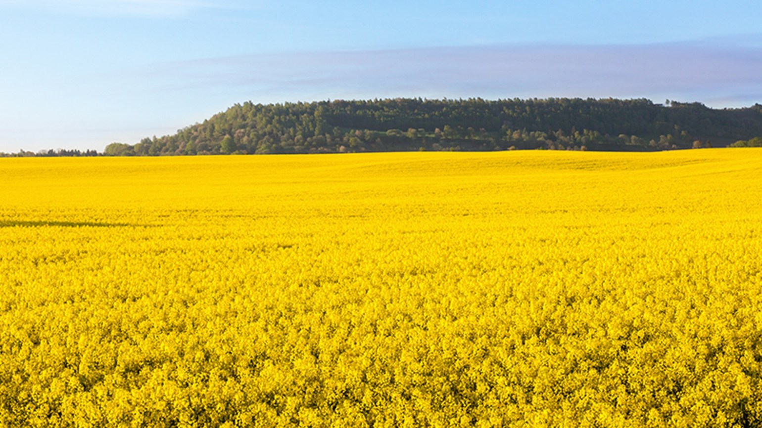 Totul despre cultura de rapita