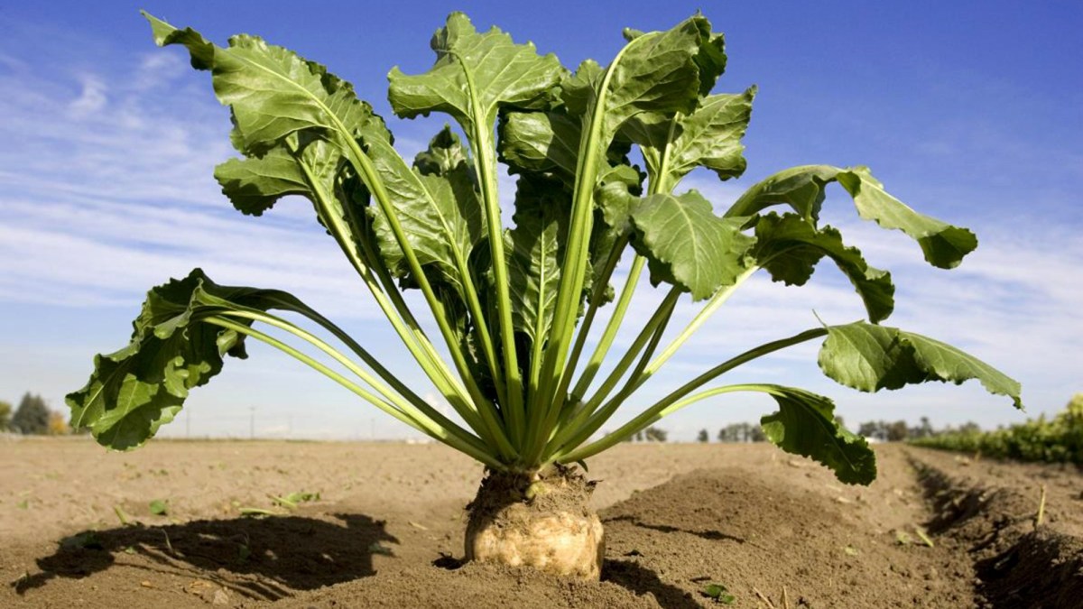 Afla totul despre cultura de sfecla si cum o poti proteja