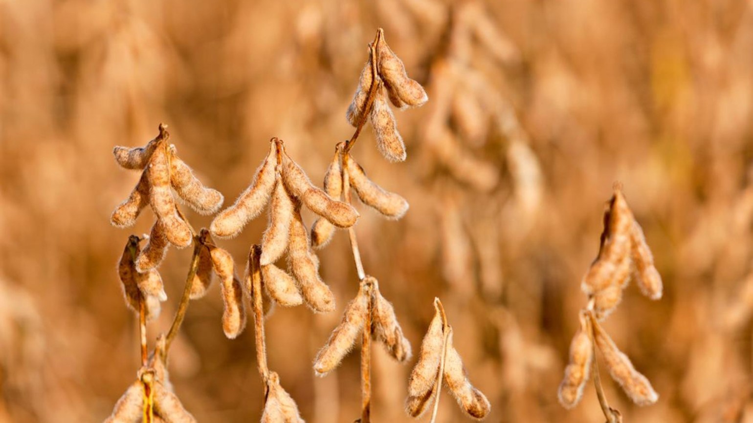 Cultura de soia: Înființarea și îngrijirea ei - BASF Agricultural ...