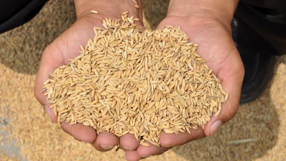 Orez - BASF Agricultural Solutions România