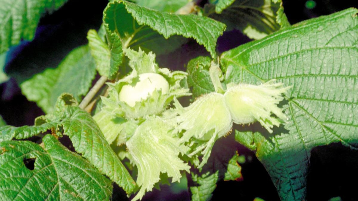 Cultura de nuc și alun