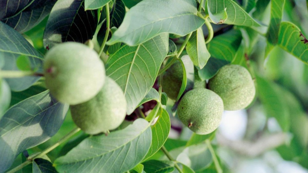 Cultura de nuc și alun