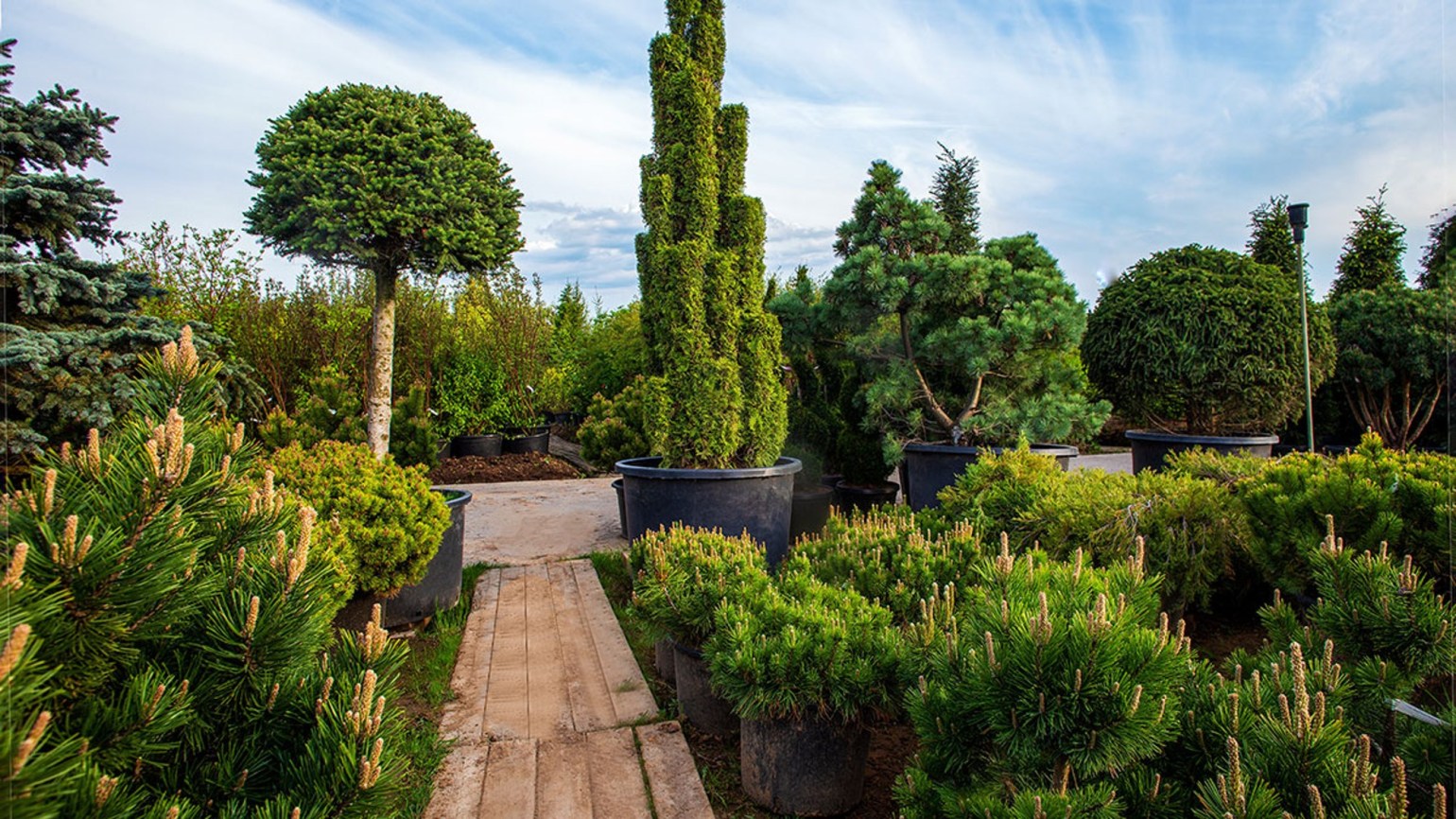Afla totul despre plante ornamentale. Cum le poti proteja