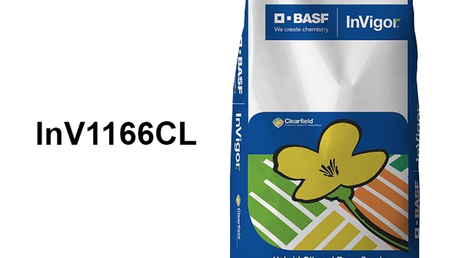 InVigor InV1166CL - Seminte hibrid de rapita - BASF
