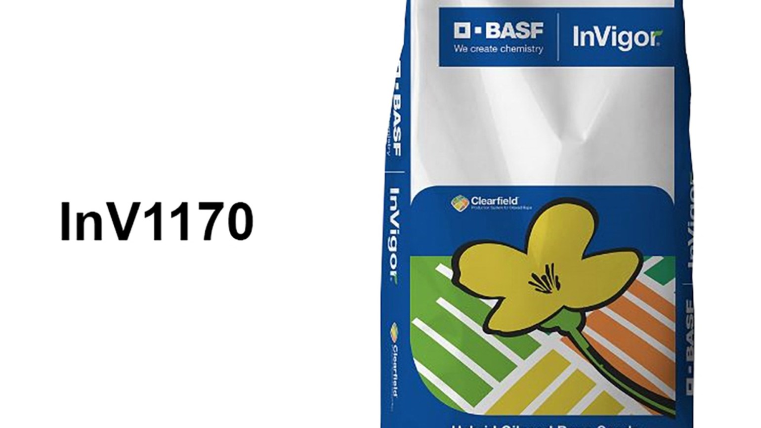 InVigor InV1170 - Seminte hibrid de rapita - BASF