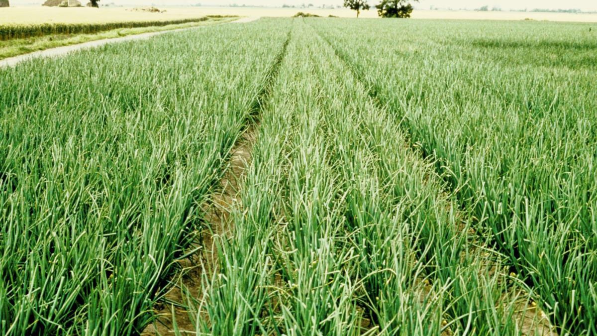 Ceapă - BASF Agricultural Solutions România