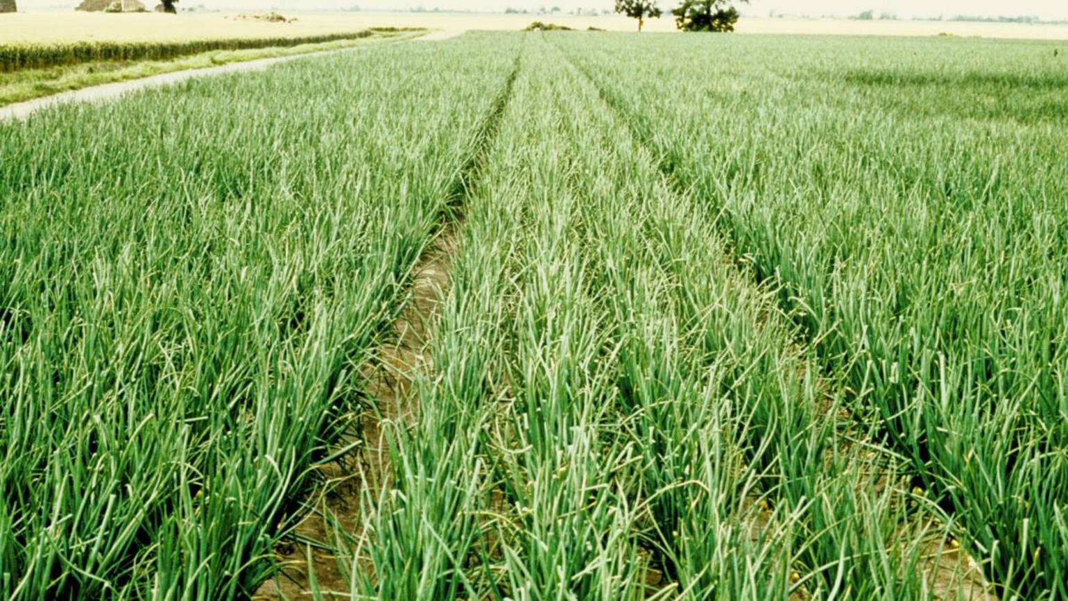 Afla totul despre cultura de ceapa si cum o poti proteja