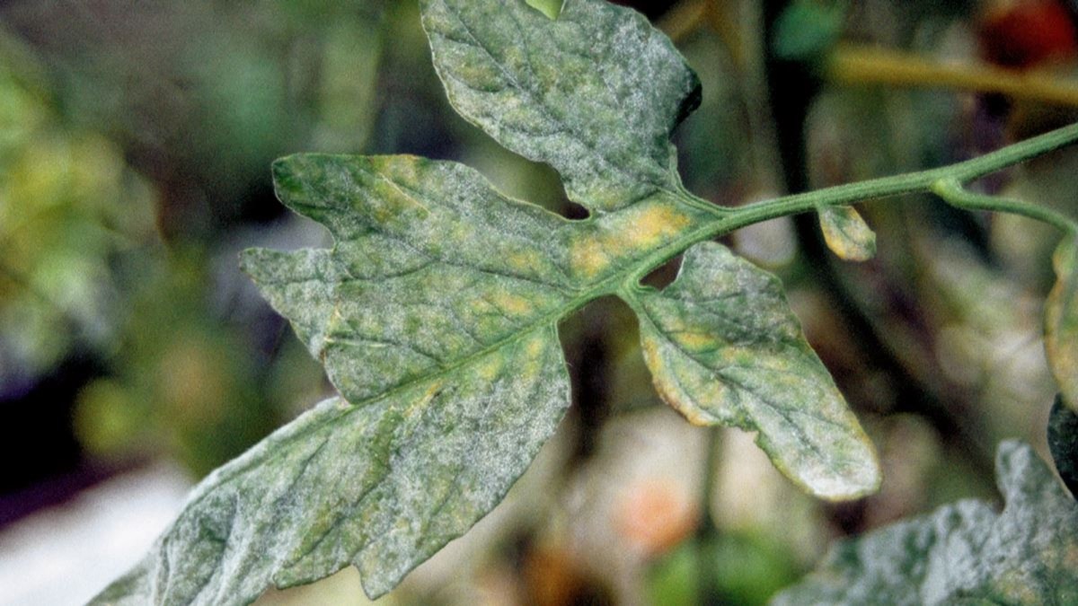 Făinarea la legumele solanacee: cum evităm pierderile prin tratamente ...
