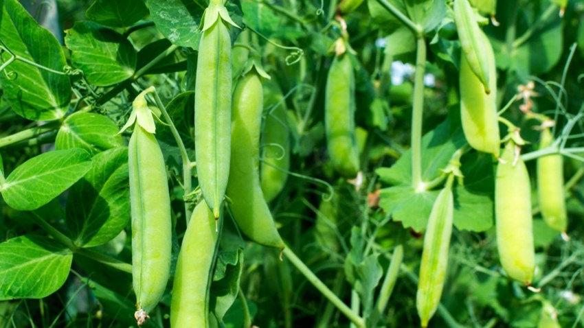 Legume - BASF Agricultural Solutions România