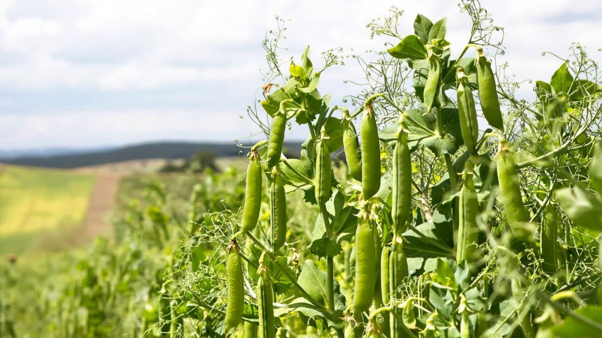 Totul despre cultura de mazăre de câmp: de la înființare la recoltare ...