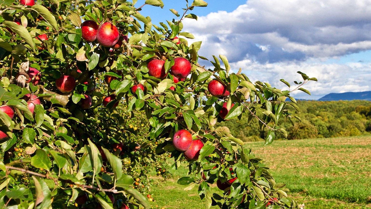 Monilioza: tratamente si solutii pentru protejarea livezilor