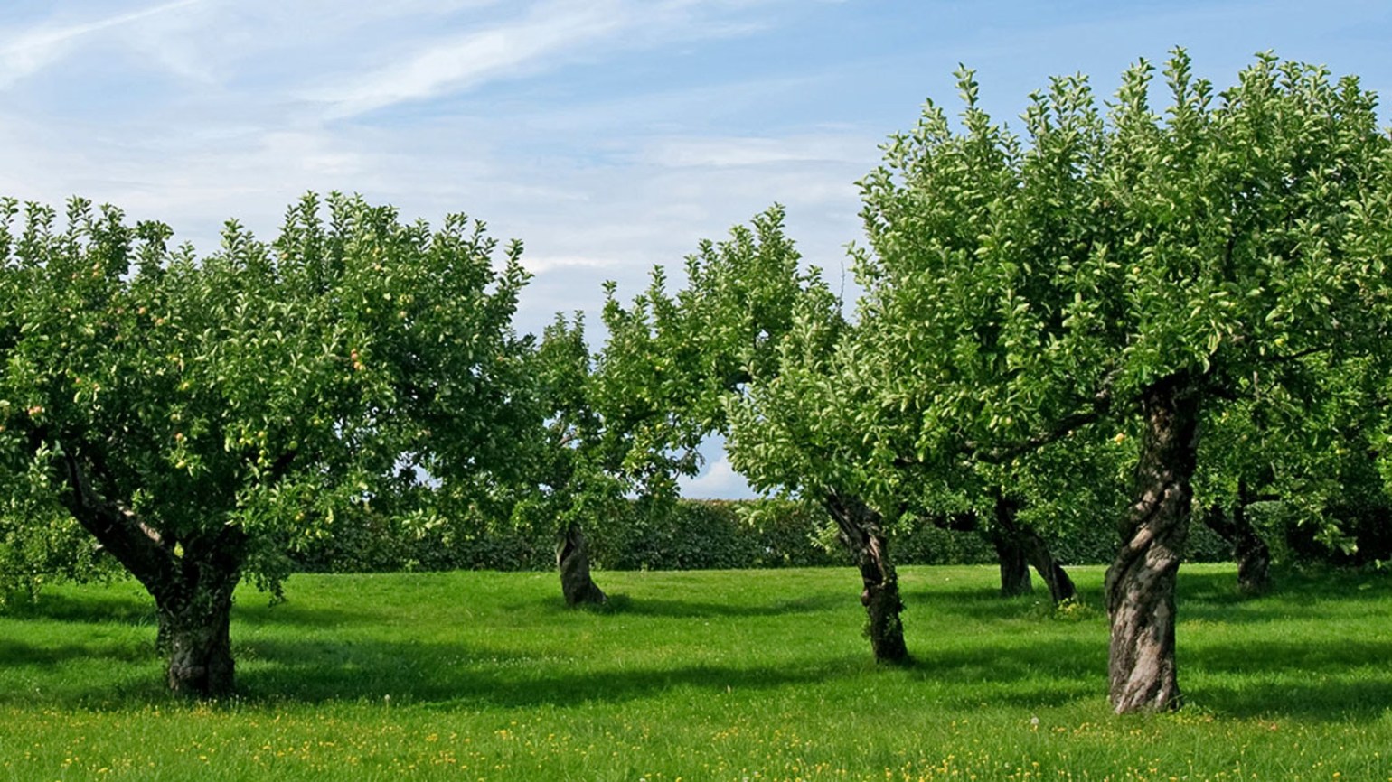 Află cum protejezi livada împotriva rapănului și făinării, cu ajutorul ...
