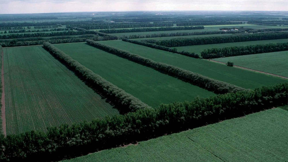Rolul perdelelor forestiere în protejarea culturilor agricole - BASF ...