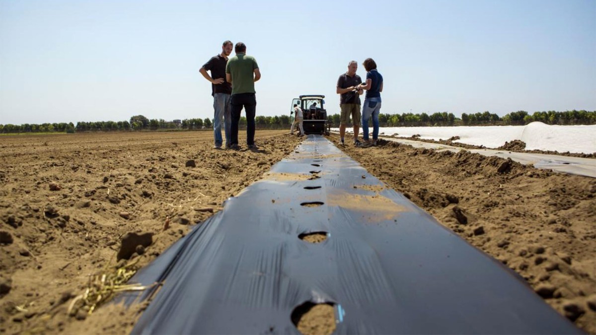 Noua folie biodegradabilă pentru mulcire de la BASF oferă randamente ...