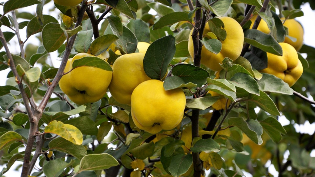 Tot ce trebuie să știi despre cultura gutuiului: de la înființare la ...