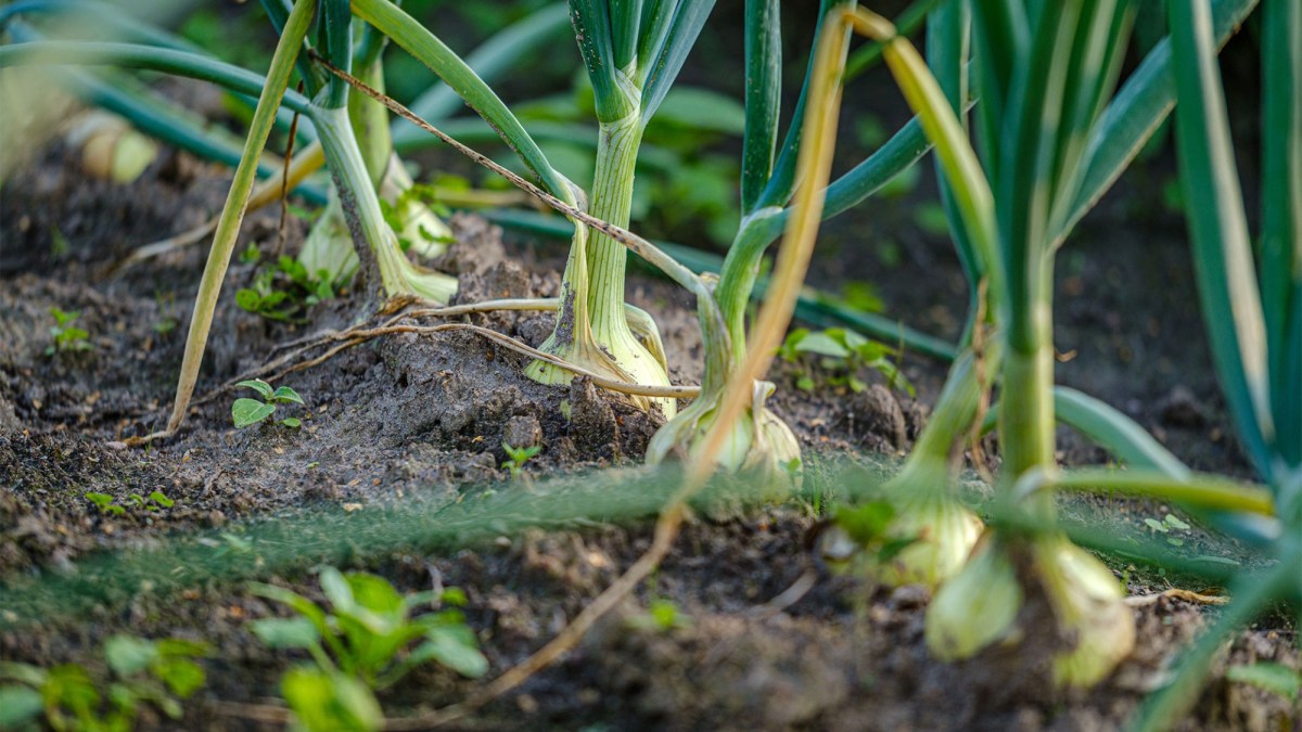 Mana cepei: cauzele apariției, simptome, tratament - BASF Agricultural ...