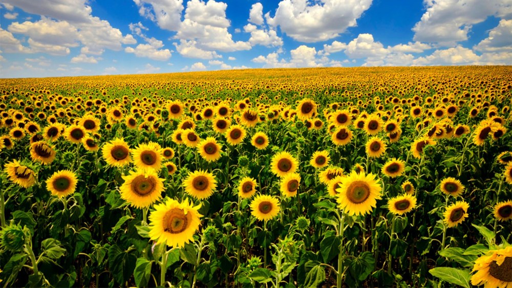 Principalele boli la floarea-soarelui și cum pot fi acestea depistate ...