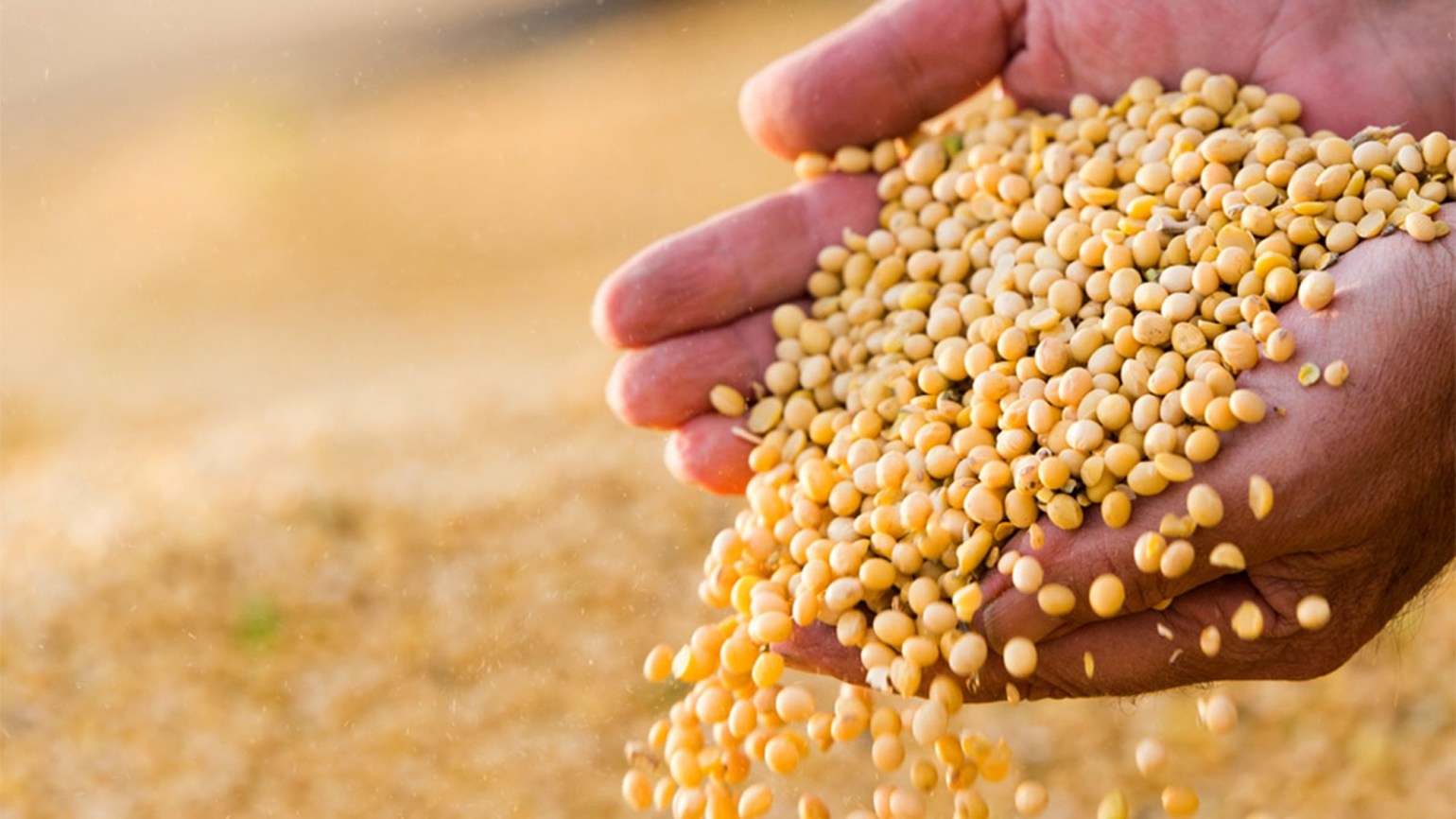 Combaterea bolilor și buruienilor la soia - BASF Agricultural Solutions ...