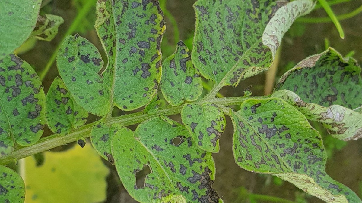 Alternarioza cartofului - cauze, simptome și combatere - BASF ...