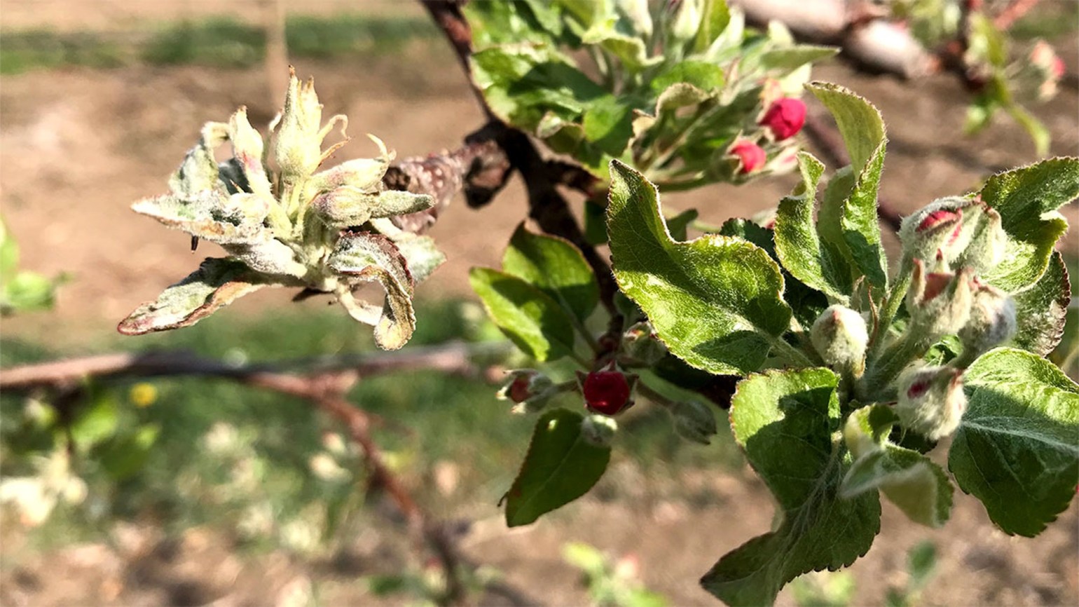 Făinarea la măr: cauze, simptome, combatere și prevenire - BASF ...