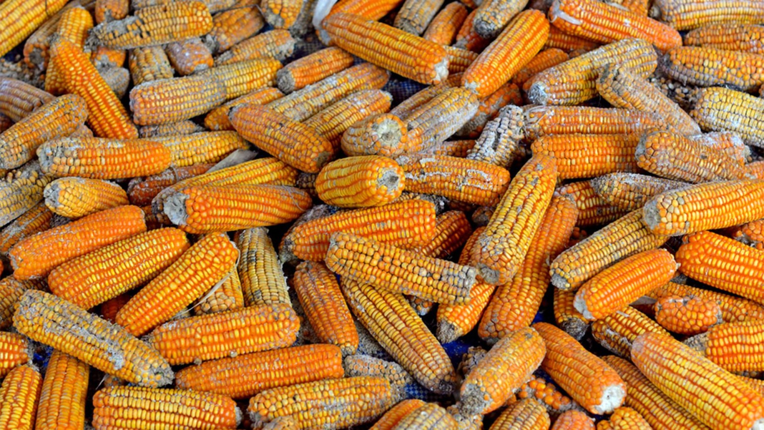 Putregaiul știuleților de porumb - cauze, simptome și combatere - BASF ...