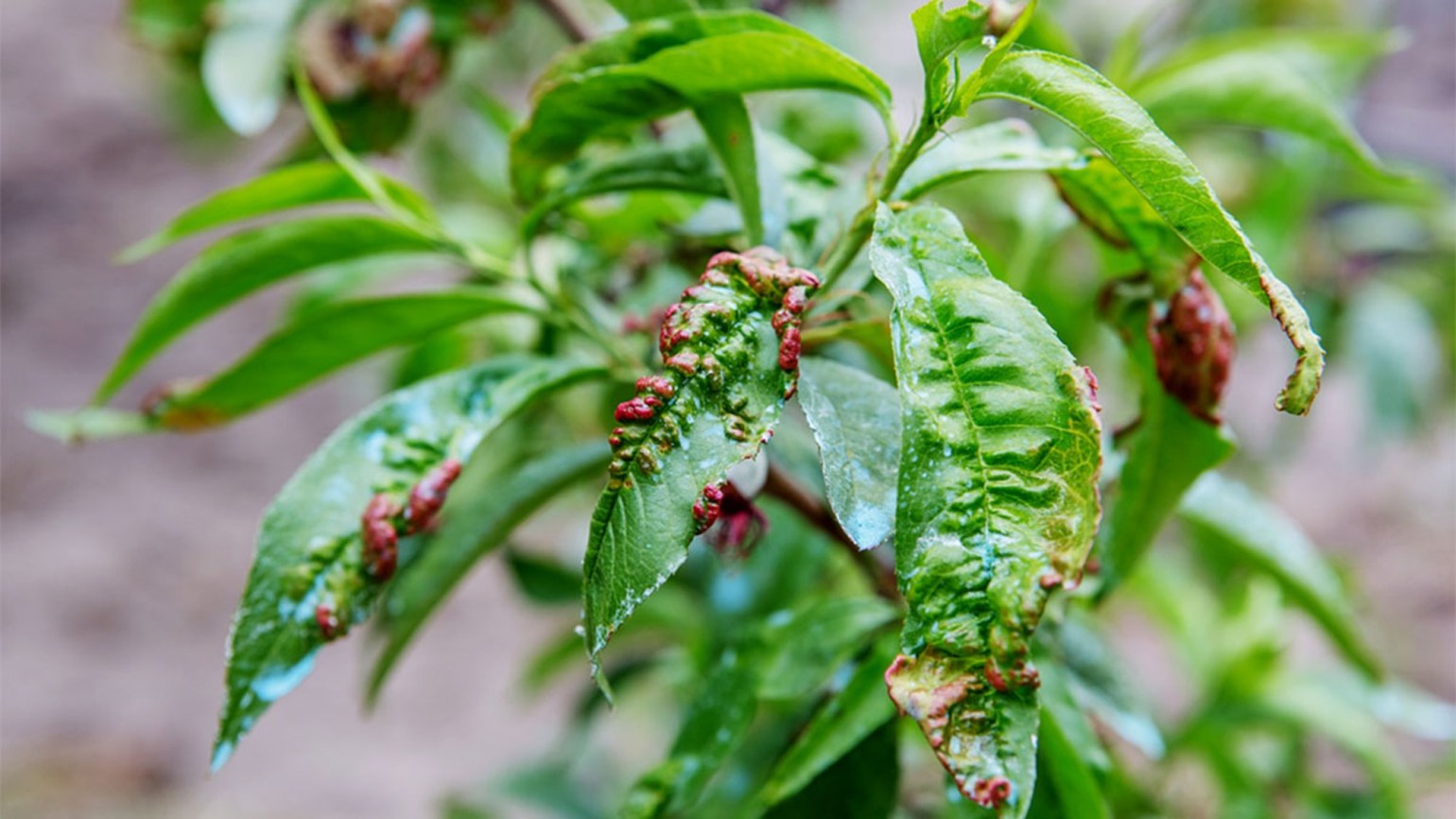Bolile piersicului: simptome, prevenire, combatere - BASF Agricultural ...
