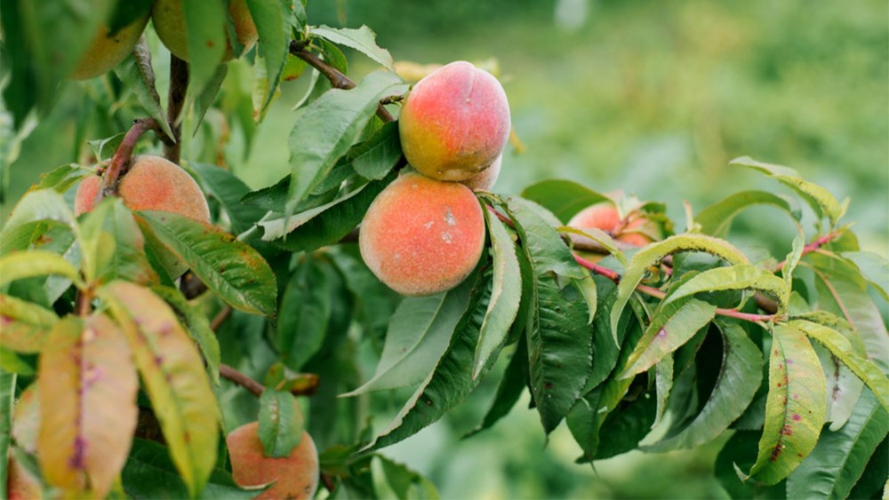 Bolile piersicului: simptome, prevenire, combatere - BASF Agricultural ...