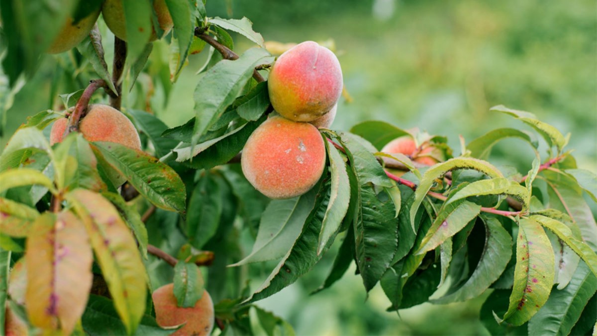 Bolile piersicului: simptome, prevenire, combatere - BASF Agricultural ...
