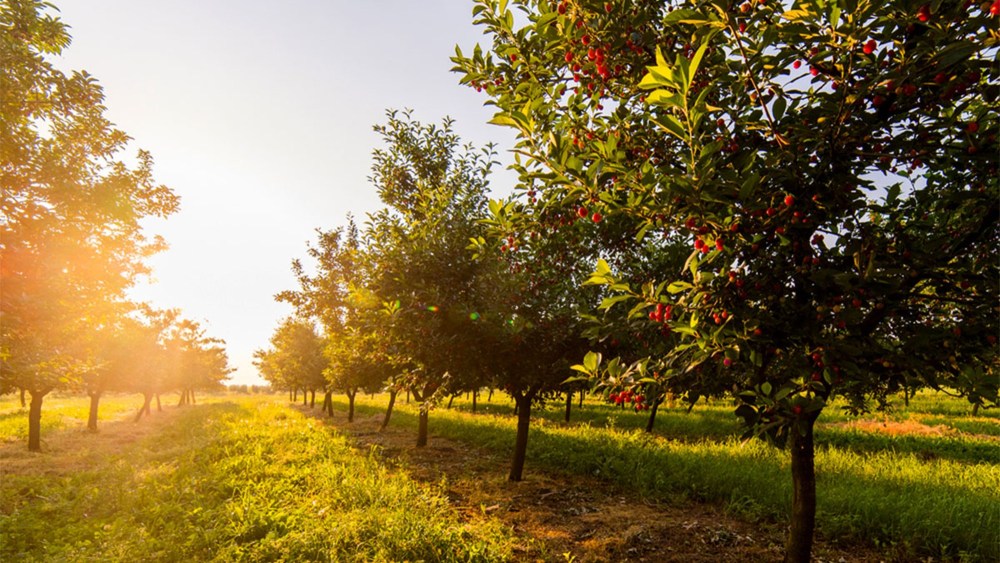 Cultura cireșului - plantare, întreținere, combaterea bolilor - BASF ...
